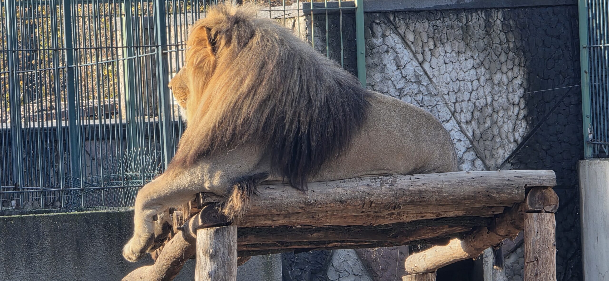 Grădina Zoologică din Craiova intră în reamenajare și donează animale ...